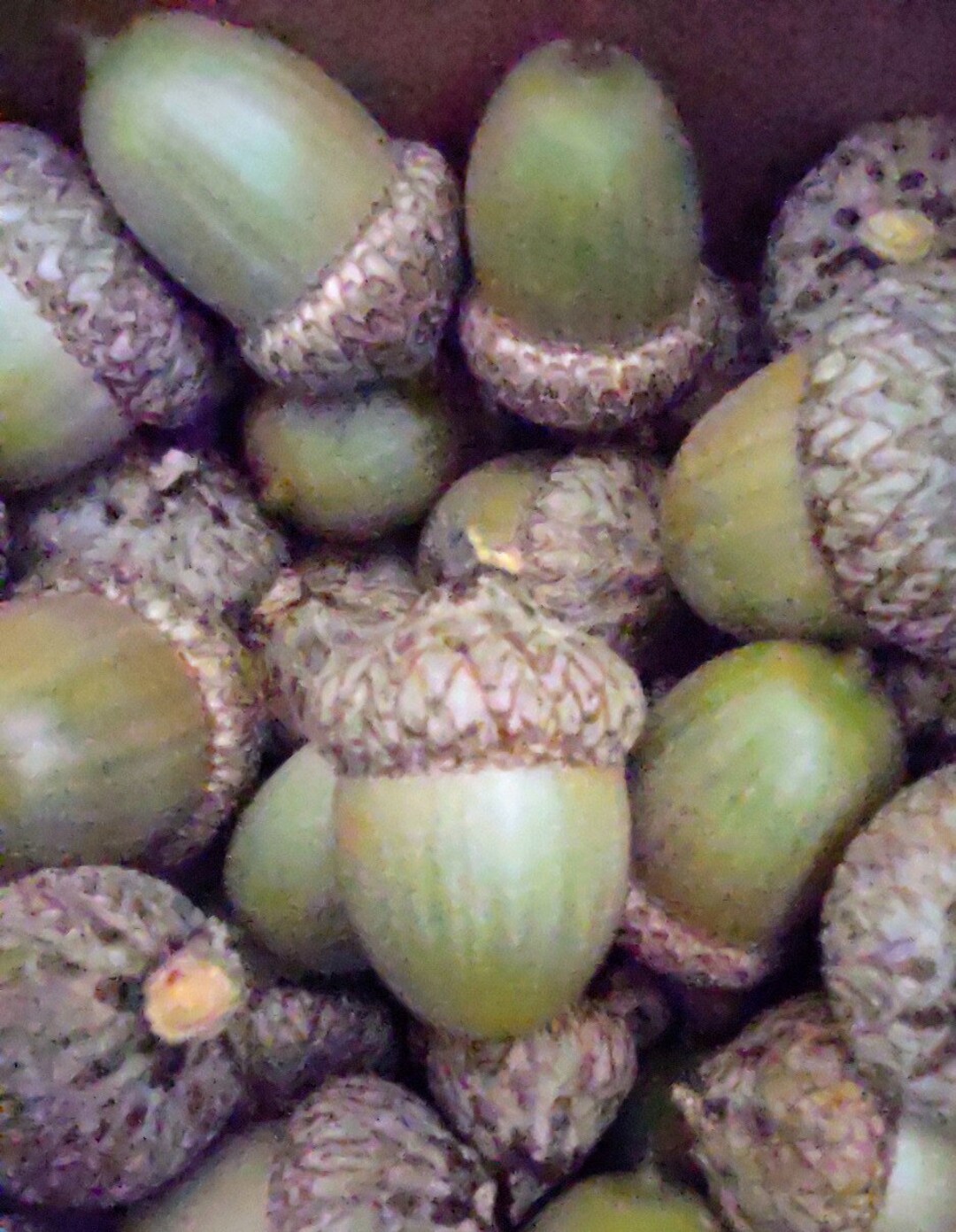 Red Oak Acorn Seeds for Starting Trees, 15 Acorn for Craft Project ...