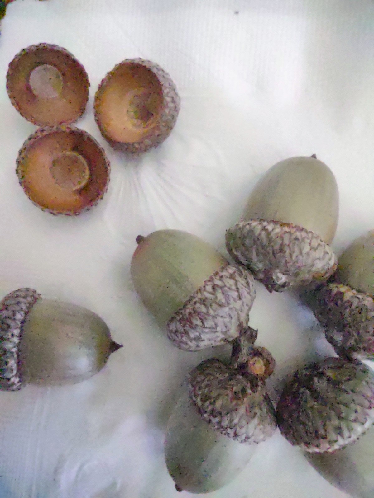 Red Oak Acorn Seeds for Starting Trees, 30 Acorn for Craft Project ...