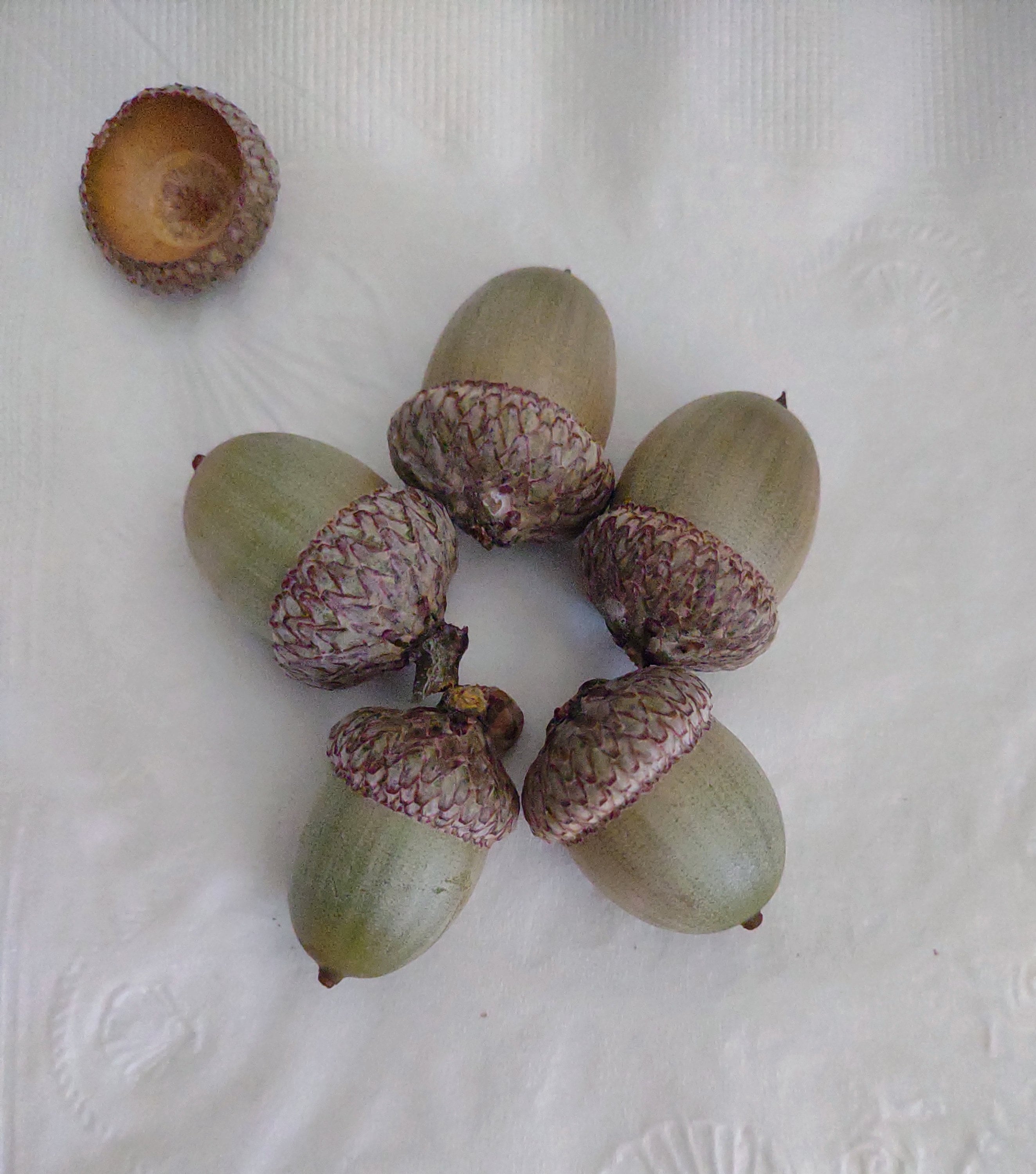 Red Oak Acorn Seeds for Starting Trees, 30 Acorn for Craft Project ...