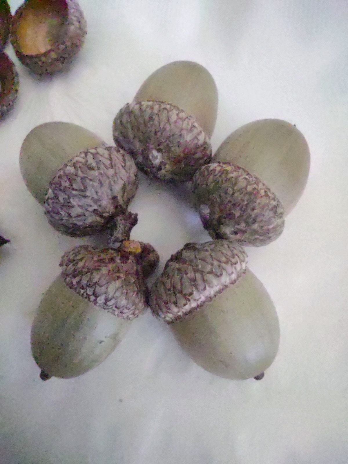 Red Oak Acorn Seeds for Starting Trees, 30 Acorn for Craft Project ...