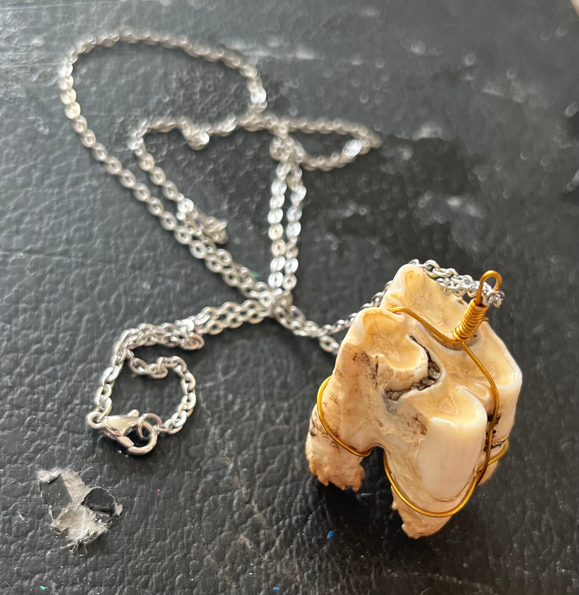 Genuine Cow Tooth Pendant Necklace - Etsy
