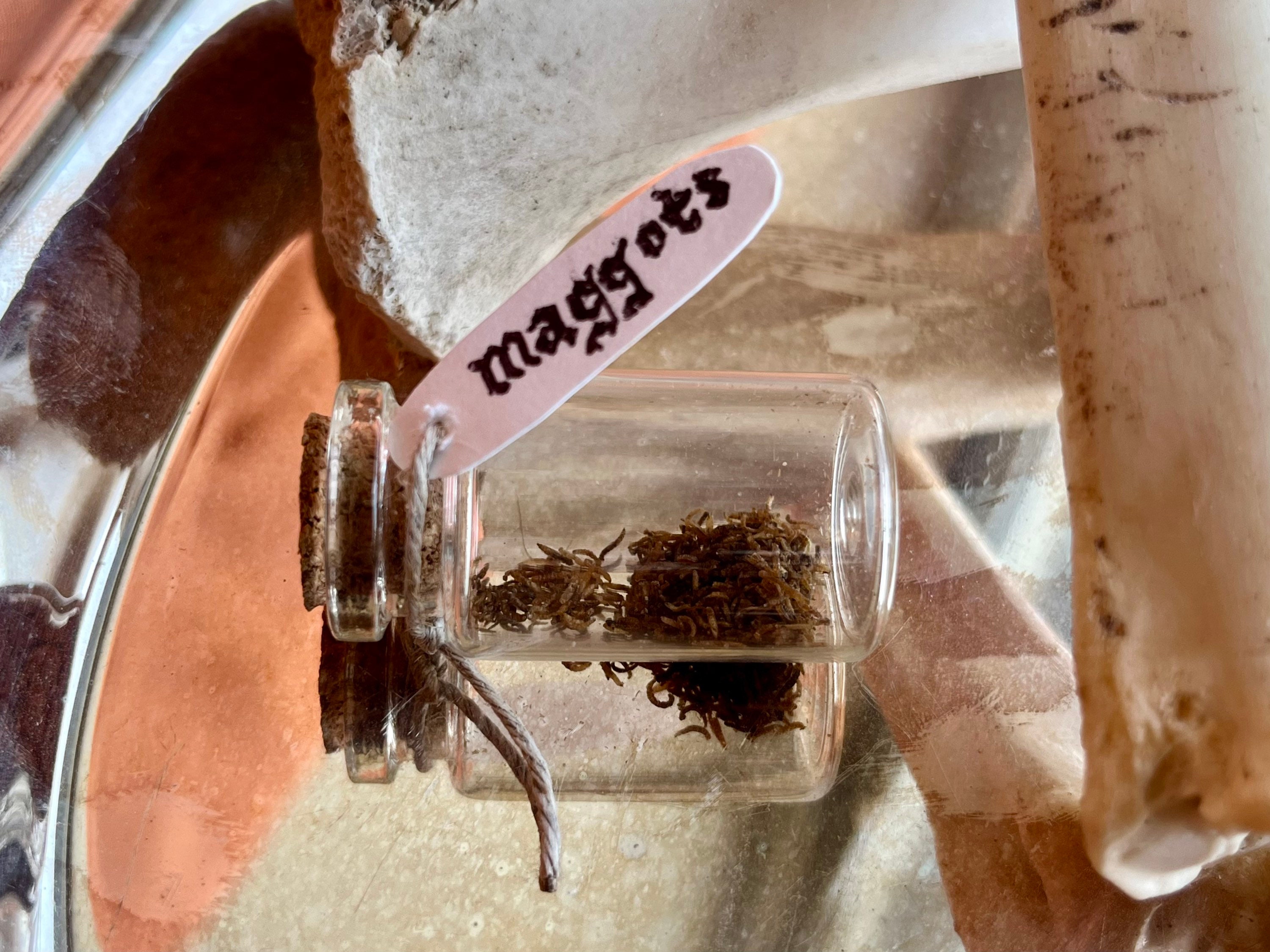 Maggots Witchy Halloween Decor Insects - Etsy