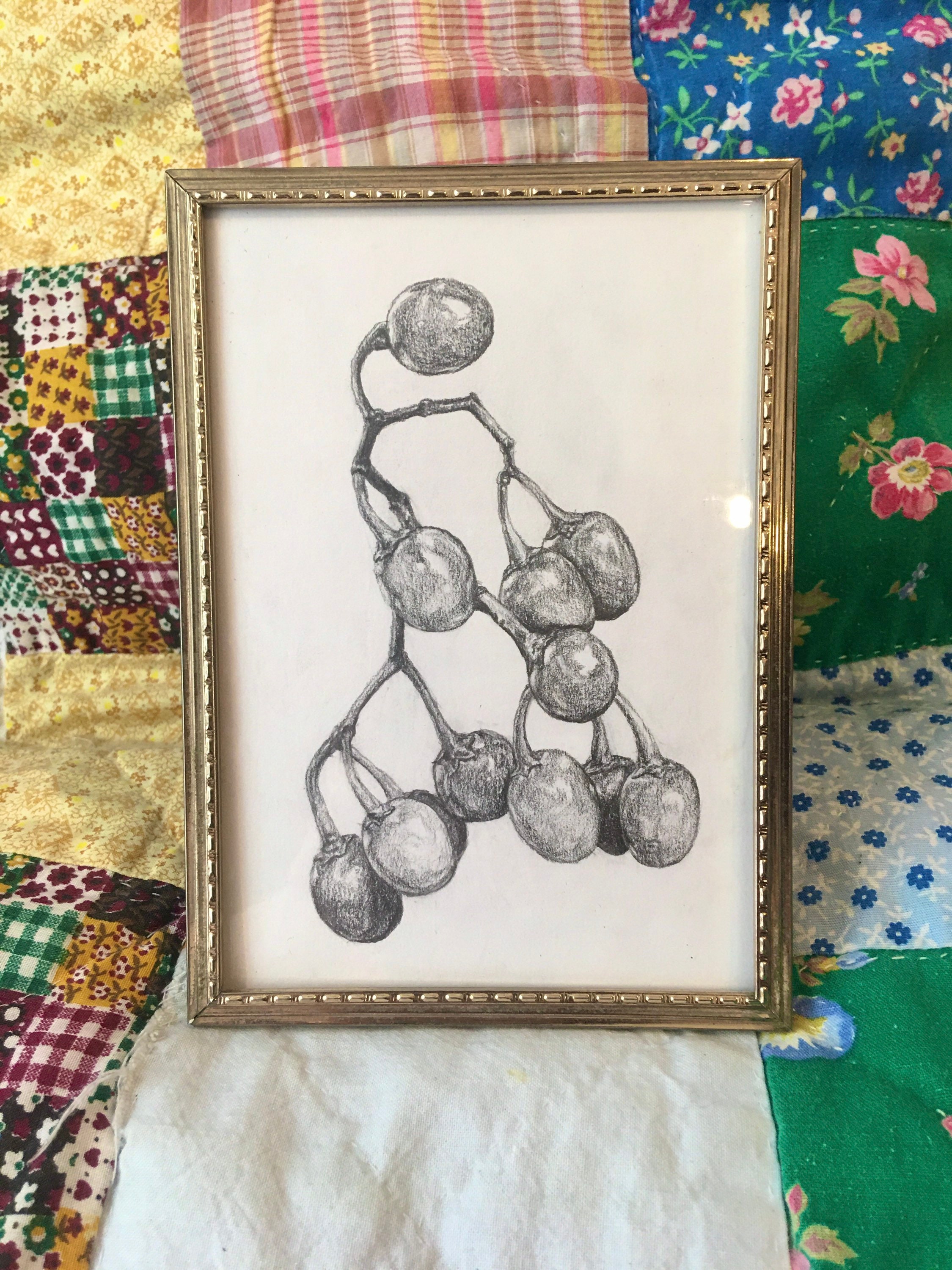 Bittersweet Nightshade Berries Original Graphite Poisonous Plant ...