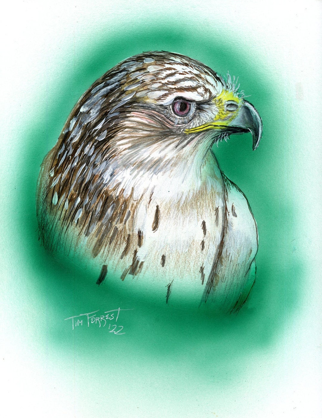 Hawk Profile Art Print - Etsy