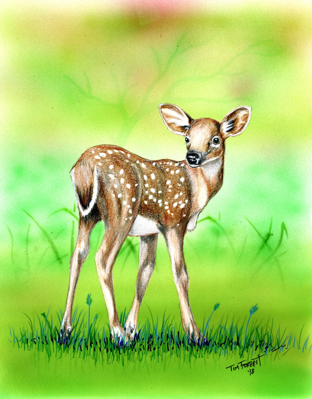 Fawn Looking Back Art Print - Etsy