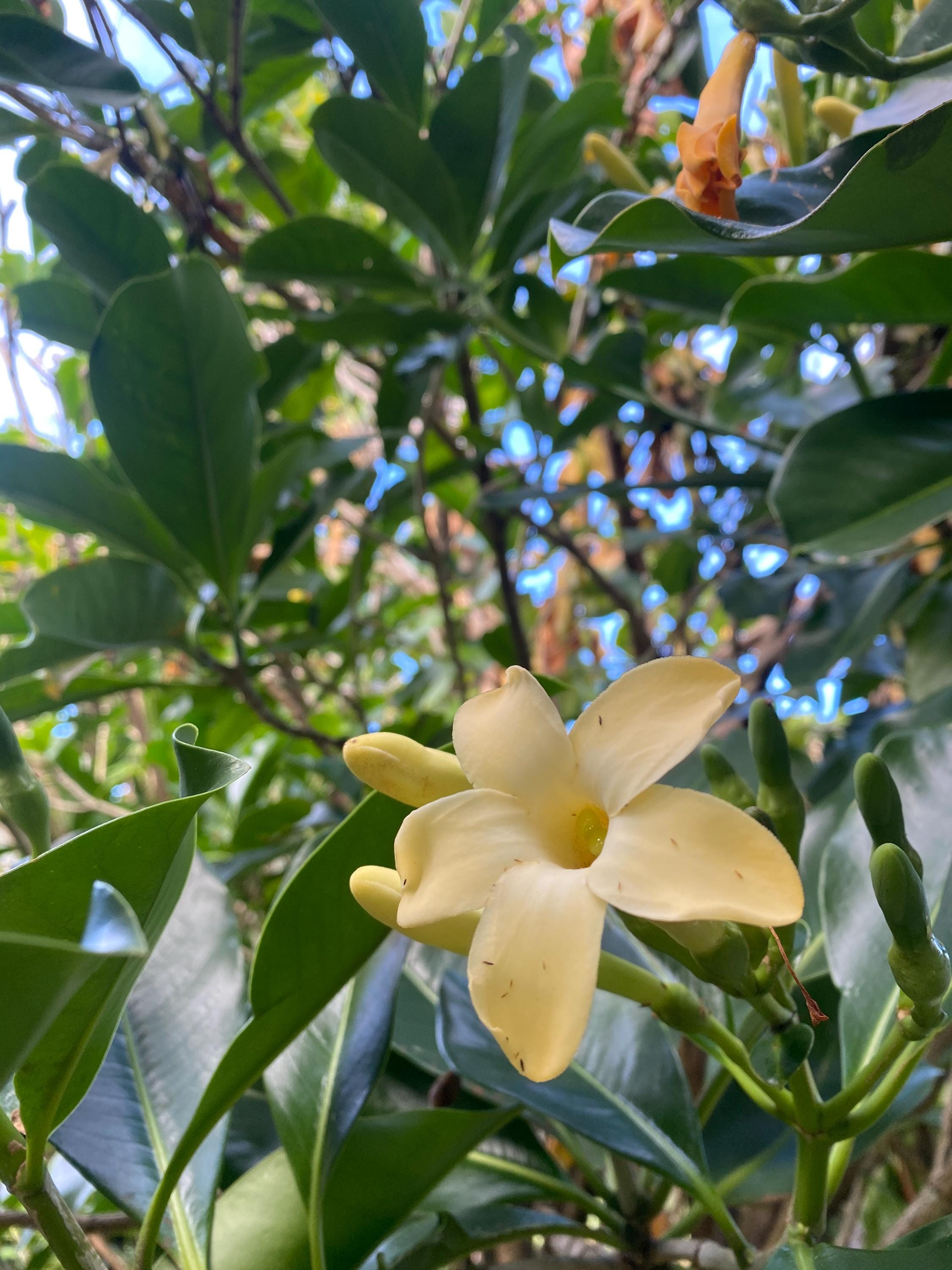 Puakenikeni Starter Plant – Fragrant Hawaiian Flower Tree – Rare ...