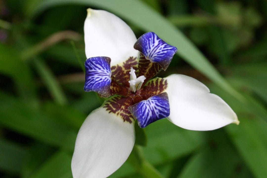 Walking Iris Bundle (4 Plants) – Rare White & Blue Flowers – Neomarica ...