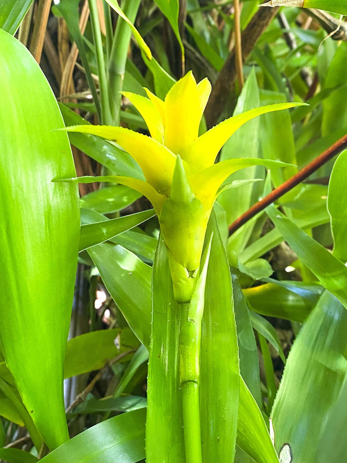 Yellow Bromeliad Plant – Rare Tropical Houseplant – Bright & Hardy Air ...