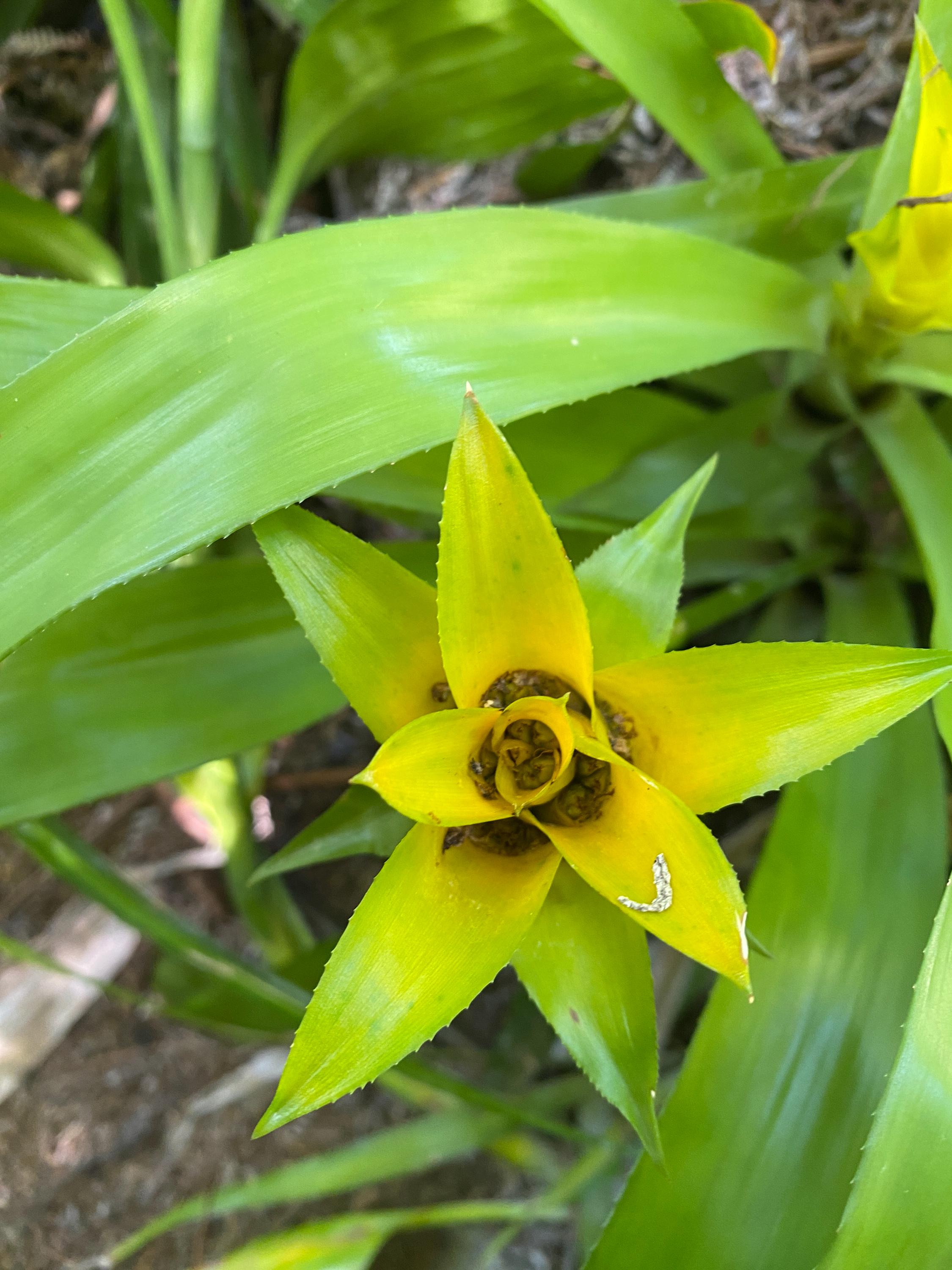 Yellow Bromeliad Plant – Rare Tropical Houseplant – Bright & Hardy Air ...