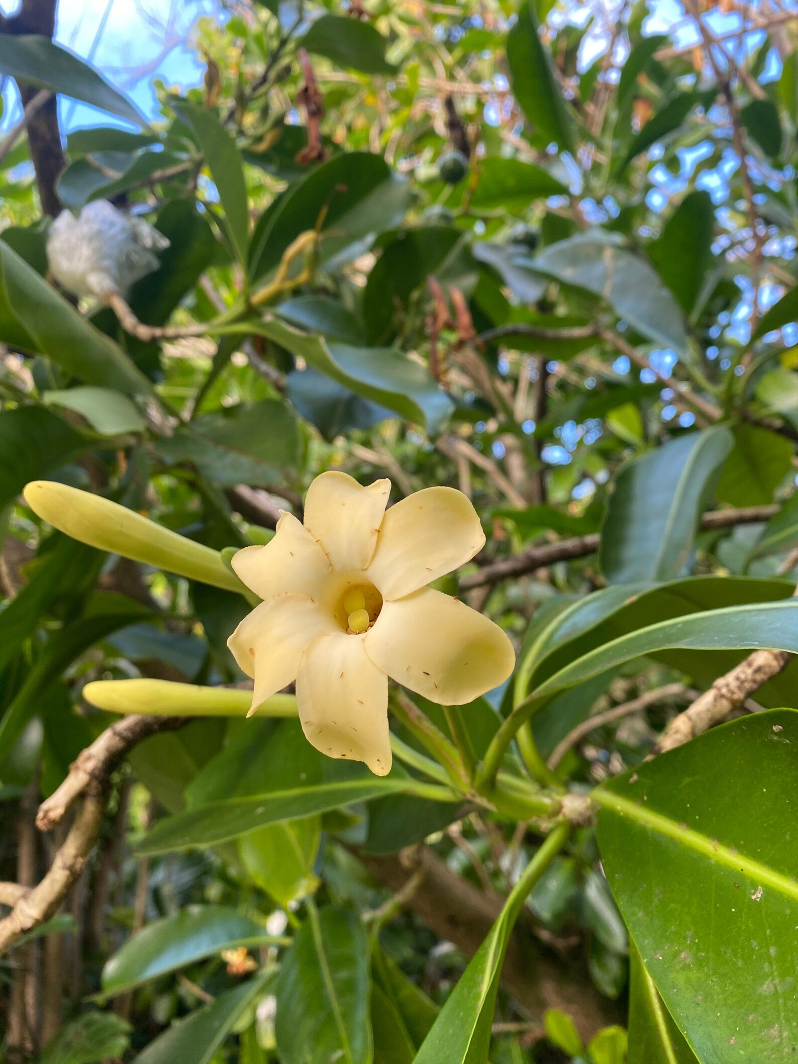 Puakenikeni Starter Plant – Fragrant Hawaiian Flower Tree – Rare ...