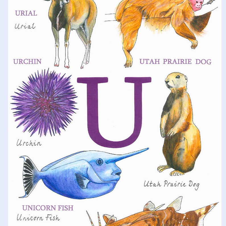 Letter U Print Animal Alphabet Letter U Baby First | Etsy