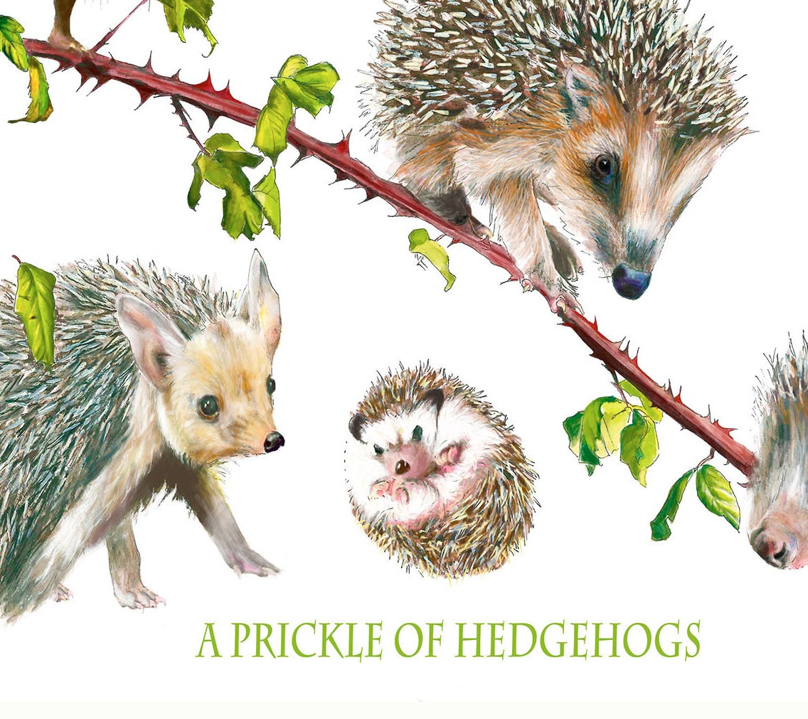 A Prickle of Hedgehogs Collective Noun Print - Etsy