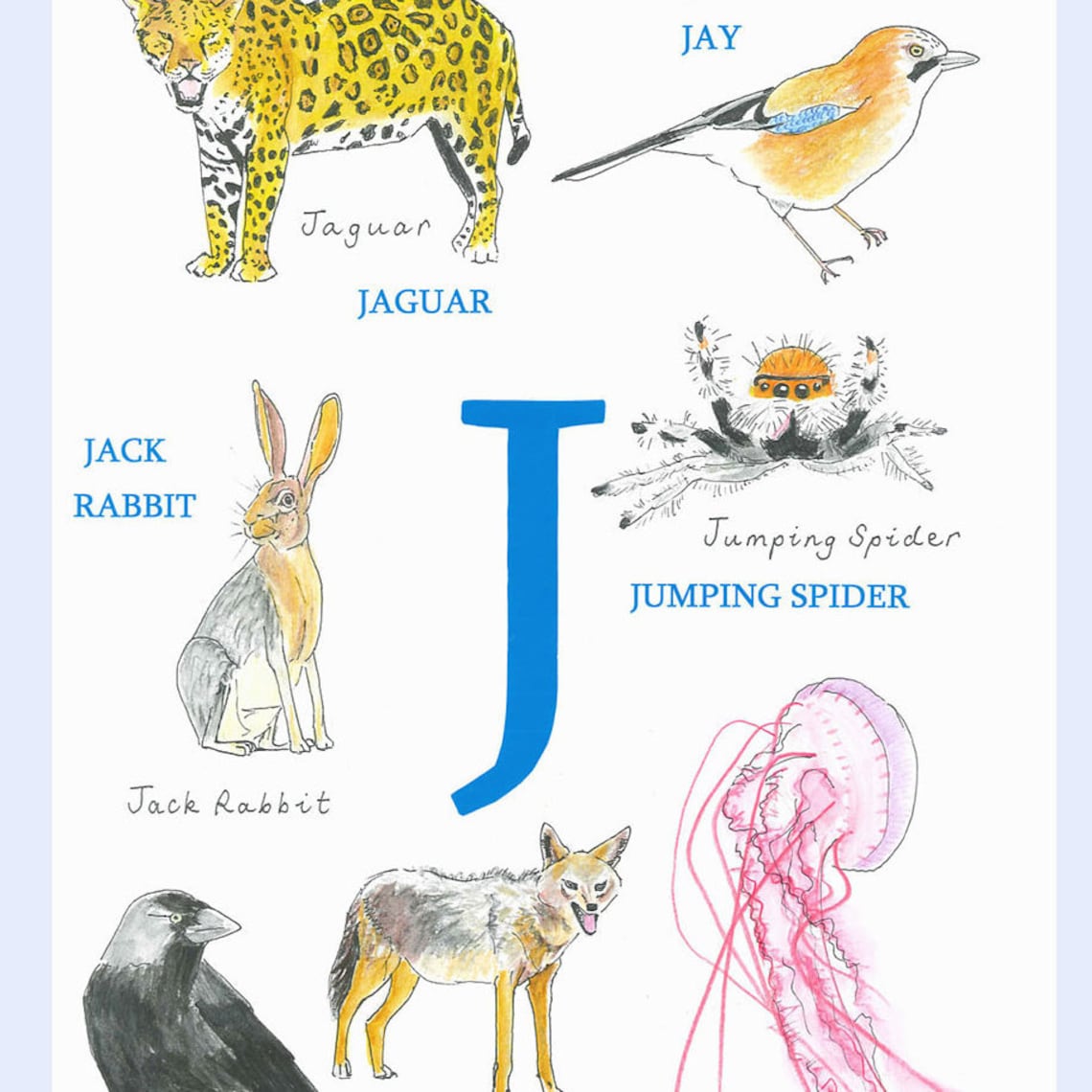 Animal Alphabet Letter J Animals Beginning With J | Etsy