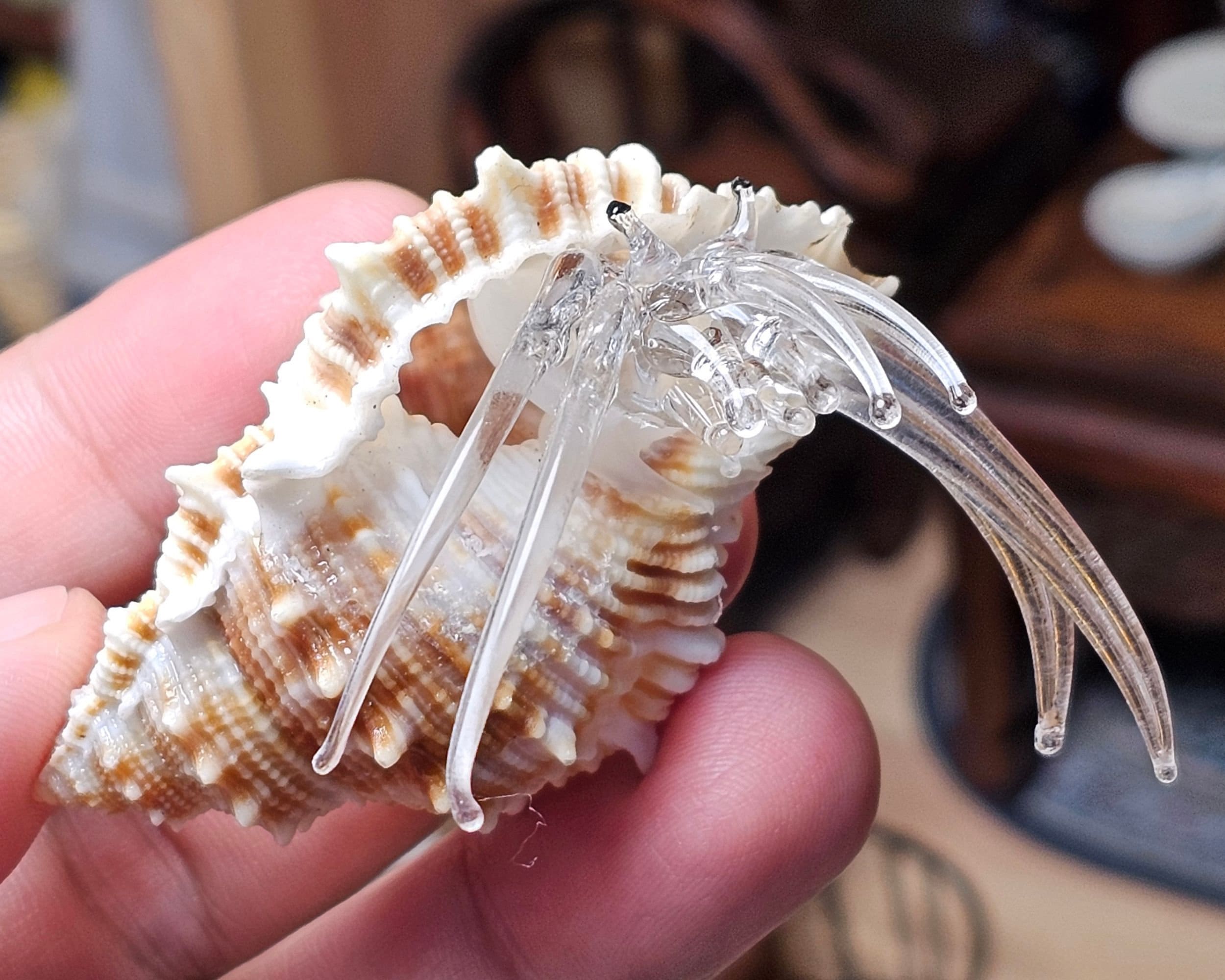 Hermit Crabs With Glass Shells
