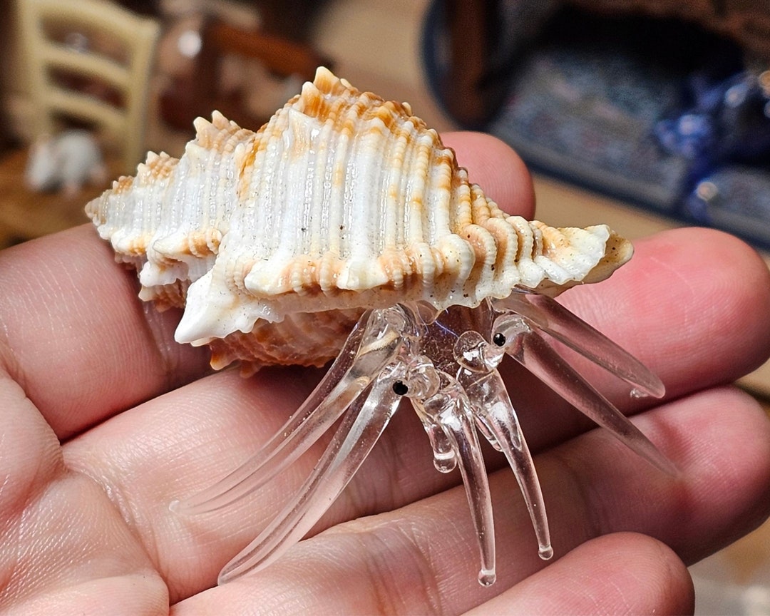 Hermit CRAB Clear Glass in Real Shell Art Glass Animal Figurine Marine ...