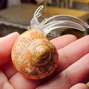 Hermit CRAB Clear Glass in Real Shell Art Glass Animal Figurine Marine ...