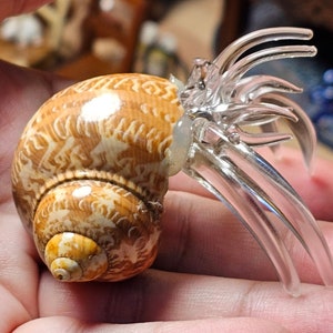 Hermit CRAB Clear Glass in Real Shell Art Glass Animal Figurine Marine ...
