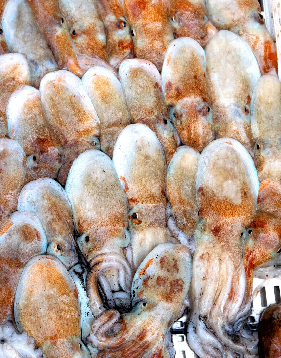 Fresh Squid at the Market Fine Art Print - Etsy