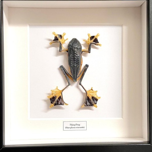 Taxidermy Frog - Etsy UK