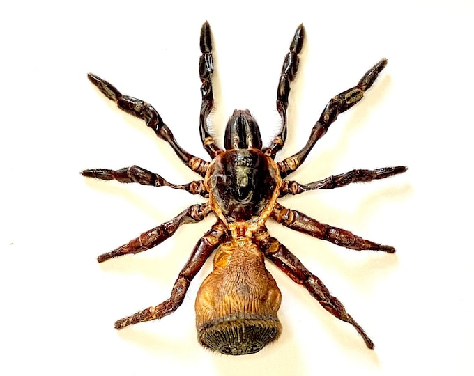 Hourglass Trapdoor Spider cyclocosmia Ricketti Framed - Etsy