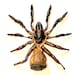 Hourglass Trapdoor Spider (cyclocosmia Ricketti) Framed. Spider ...