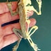 Toad Half Skeleton (asian Species) Real Specimen. Frog. Crapaud ...