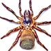 Spider. Cyclocosmia Ricketti. Real Specimen. Insect Specimen. Real ...