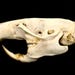 Brown Rat Skull (rattus Norvegicus) Genuine Skull. Rodent. Rat. Bones ...