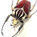 Goliath Beetle (goliathus Apicalis) Real Specimen. Beetle. Real Beetle ...