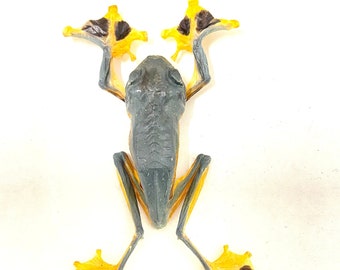 Real Mummified Frog Skeleton in Glass Vial No. 08 Preserved - Etsy