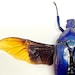 Blue Scarab Beetle. Real Insect Framed. Entomology. Blue ...
