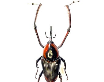 Giant Red Bamboo Long Armed Weevil Beetle (unspread) Big Real Insect ...