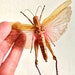 Javanese Grasshopper (valanga Javanensis) Real Specimen. - Etsy