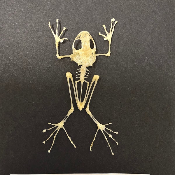 Real Frog - Etsy