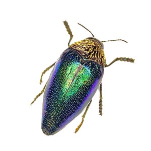 African Jewel Beetle (sternocera Pulchra) Real Insect - Etsy