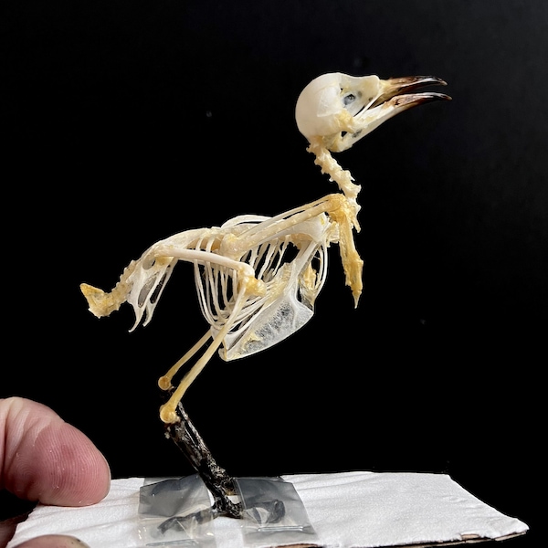 Bird Taxidermy - Etsy