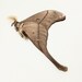 Hercules Moth. Coscinocera Hercules. Papered-folded Wings. Requiring ...