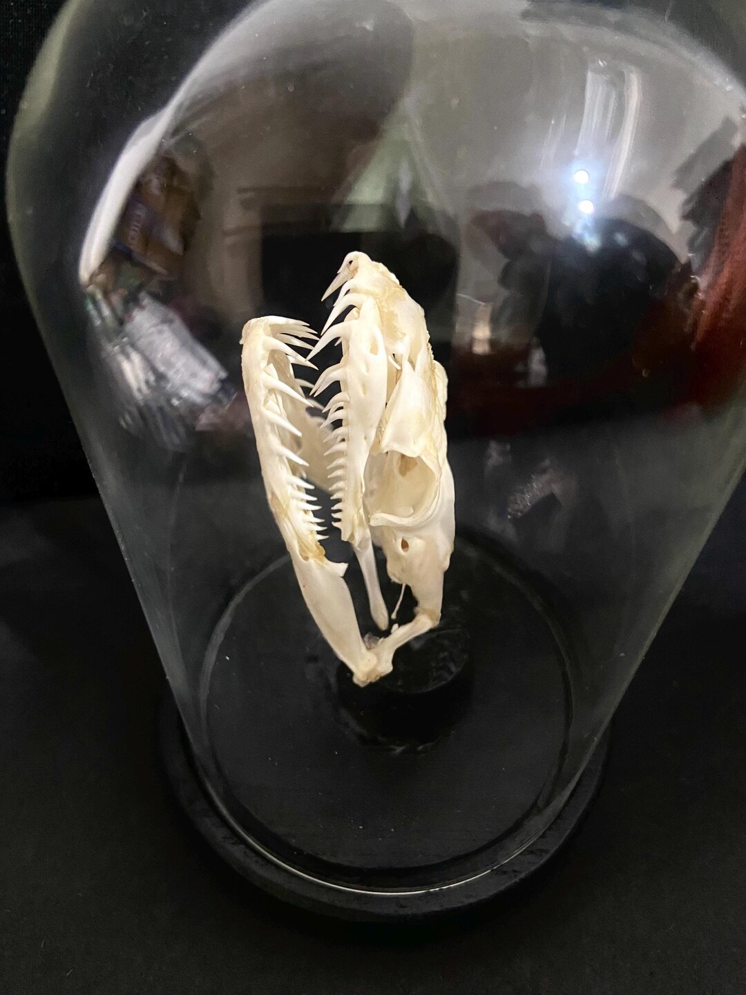 Snake Skull. Glass Dome. Water Snake. Viper. Serpent. Asp. Goth ...