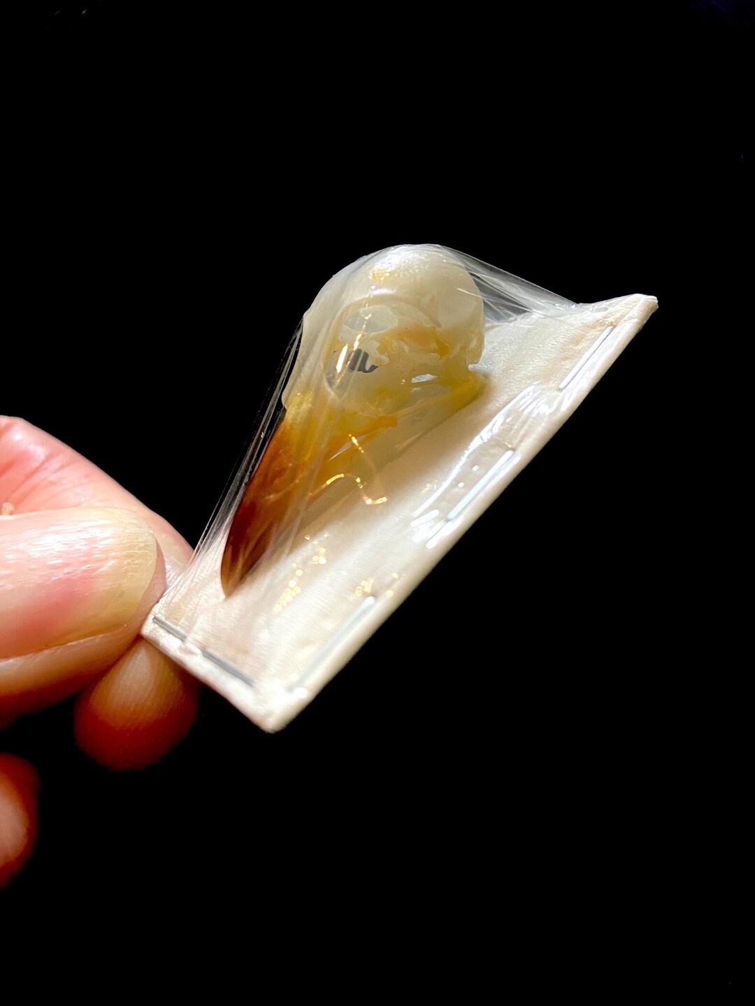 Bird Skull. Water Hen. Skeleton. Taxidermy. Anatomy. Oddities. Goth ...