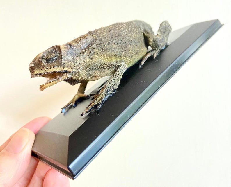 Toad (asian) Real Preserved Specimen in Display Case. Toad. Frog ...
