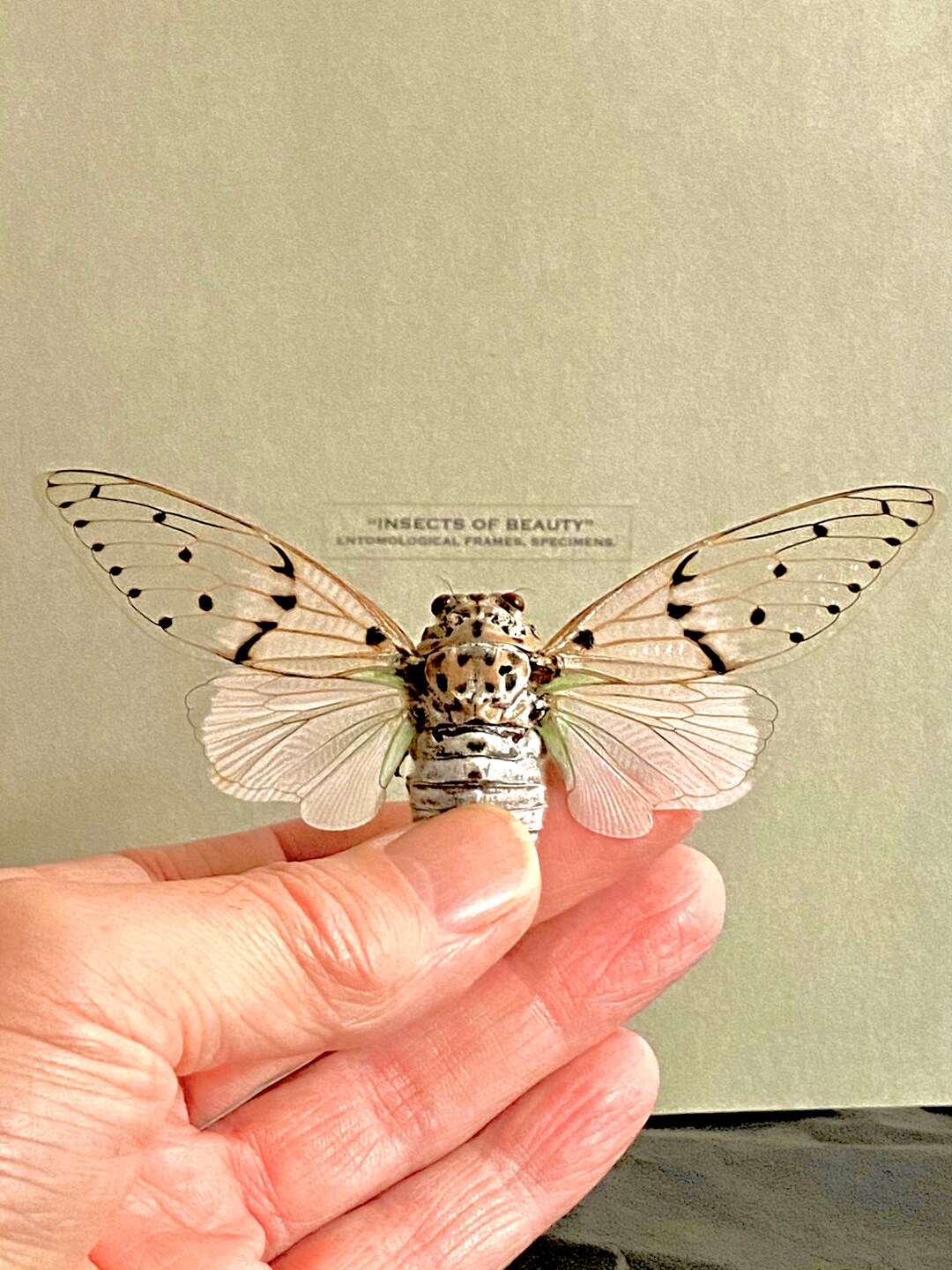 Ghost Cicada ayuthia Spectabilis Unframed Specimen. A1 Quality. Cicada ...