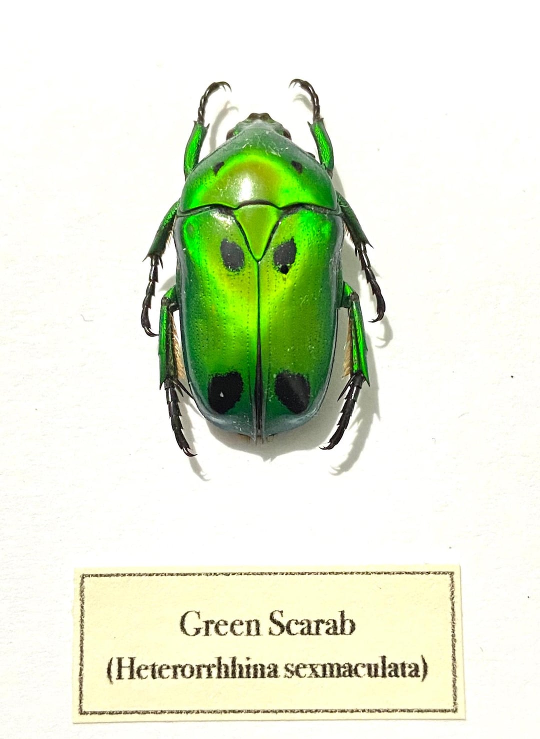 Green Scarab. Framed. Scarab. Beetle. Plusiotis. Cetoniidae. Coleoptera ...