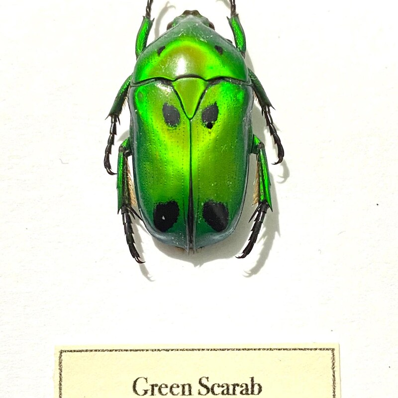 Real Scarab - Etsy