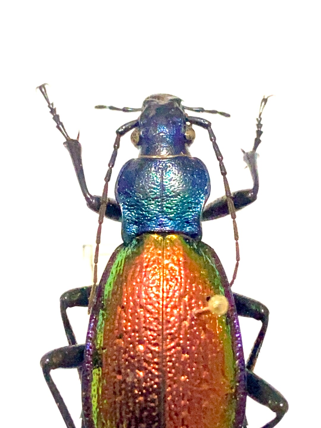 Carabus Hispanus. Ground Beetle.carabidae. Real Insect Specimen. - Etsy