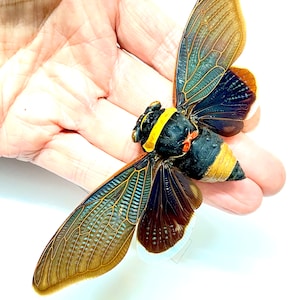 Cicada.(tacua Speciosa) Real Specimen - Etsy