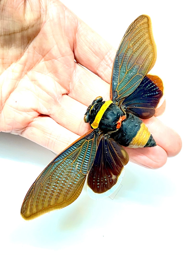 Cicada.(tacua Speciosa) Real Specimen - Etsy