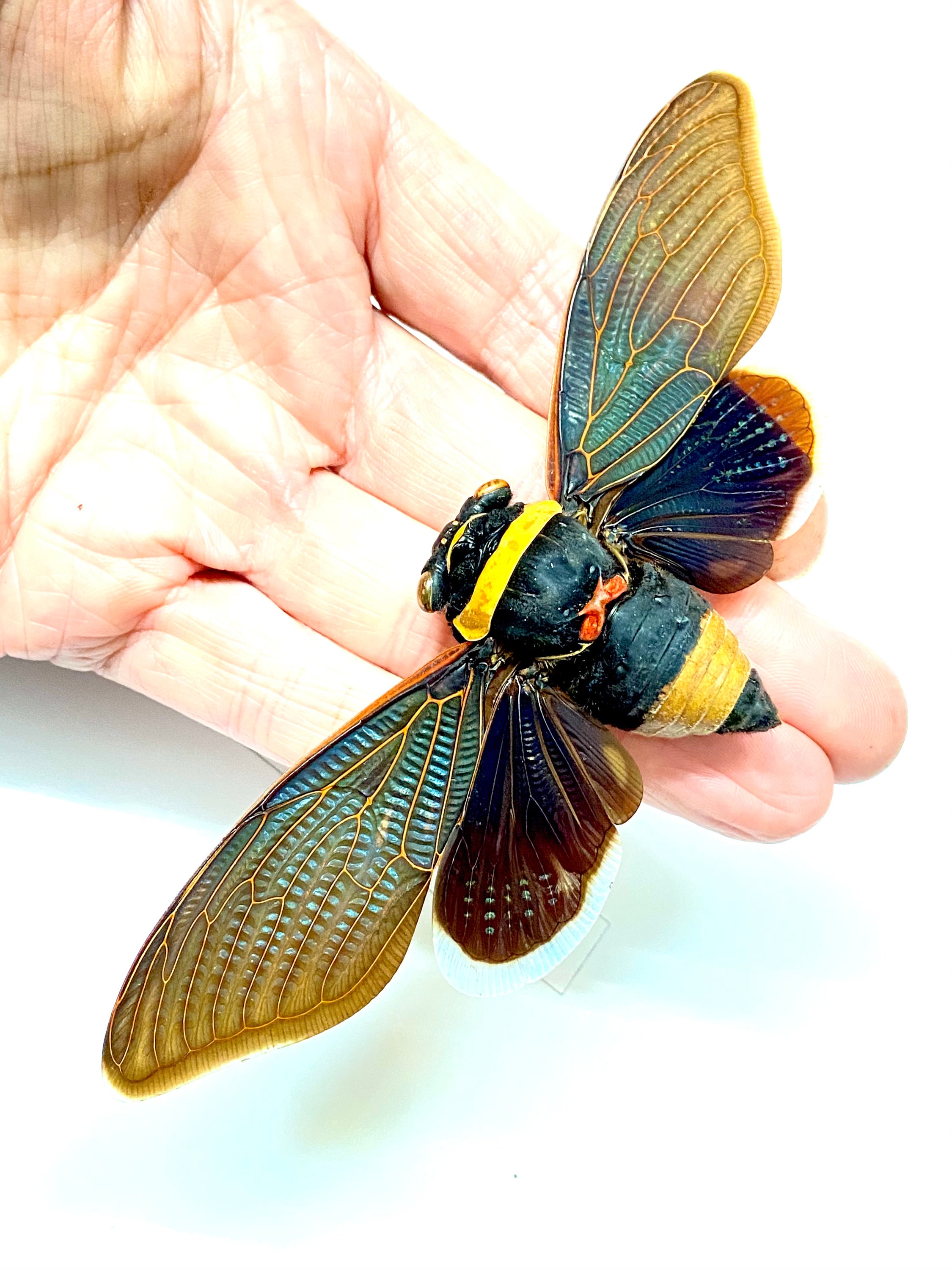 Cicada.(tacua Speciosa) Real Specimen - Etsy