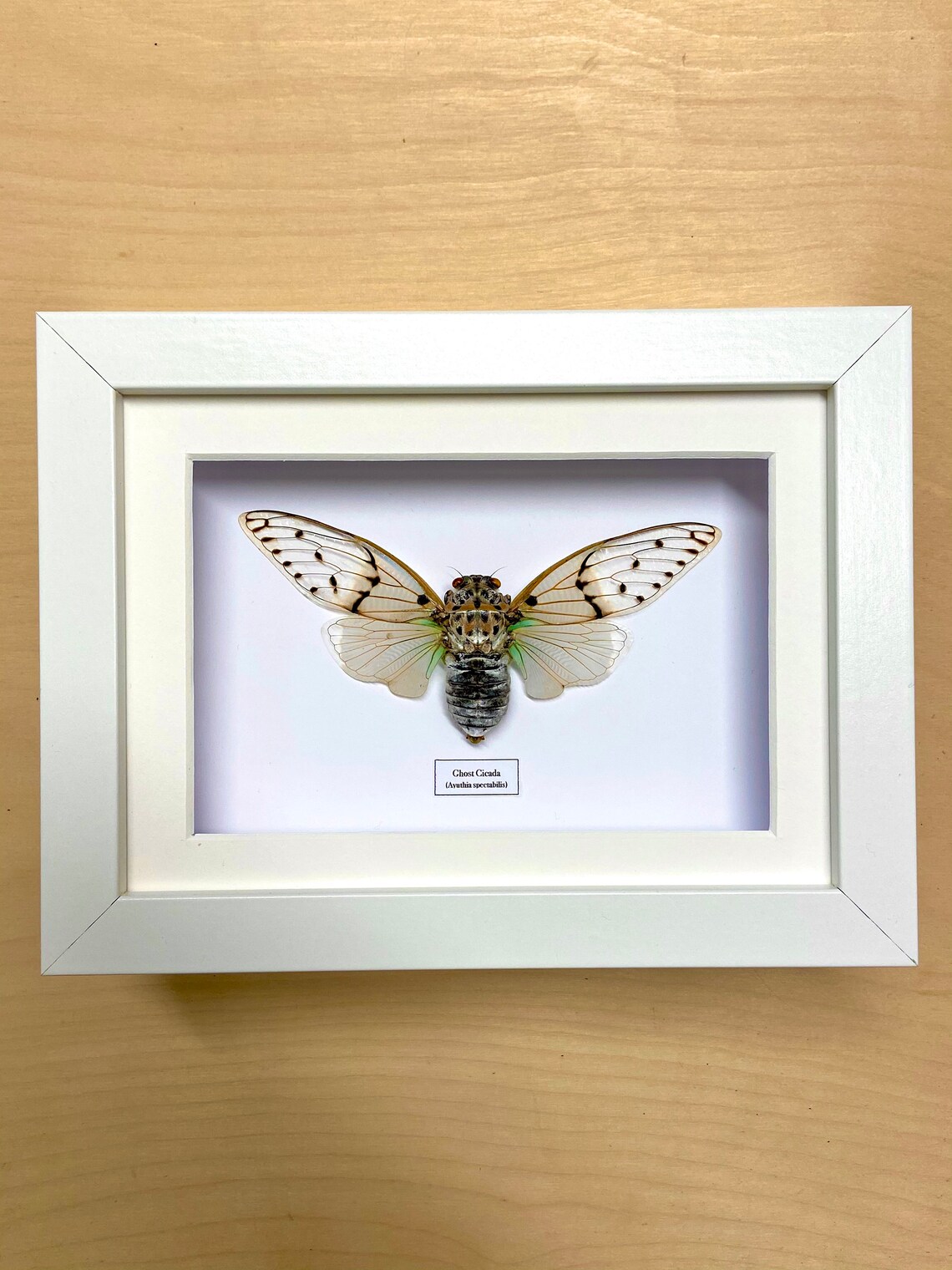 Ghost Cicada ayuthia Spectabilis Real Insect Specimen. | Etsy
