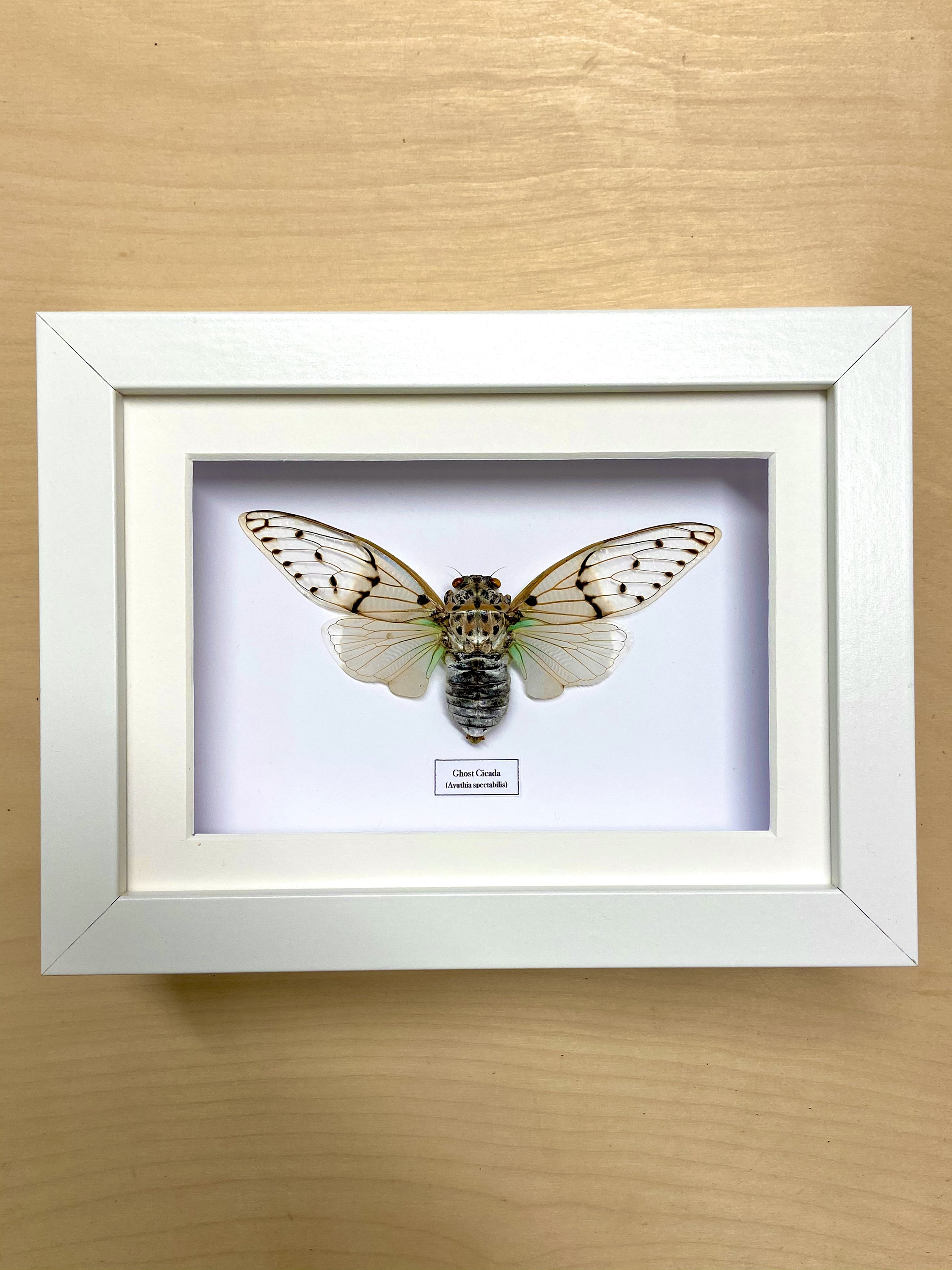 Ghost Cicada (ayuthia Spectabilis) Real Insect Specimen. Framed. - Etsy