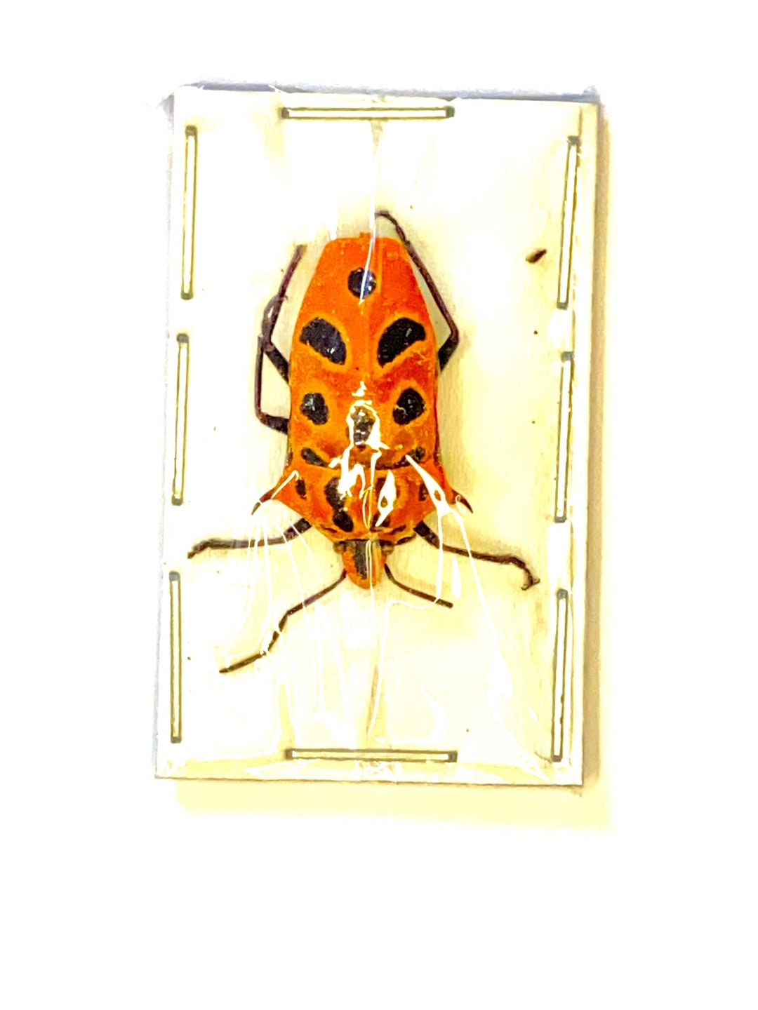 Spotted Shield Bug (cantao Ocellatus) Real Insect. Insect Specimen ...